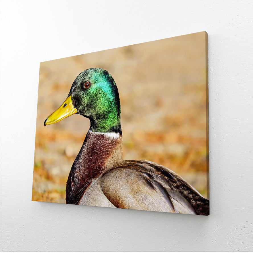 Duck Painting | Modern Decor Painting – TableauDecoModerne®
